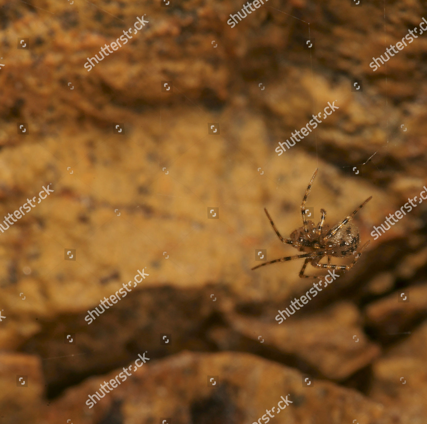 Cave Cobweb Spider Nesticus Cellulanus Editorial Stock Photo - Stock ...