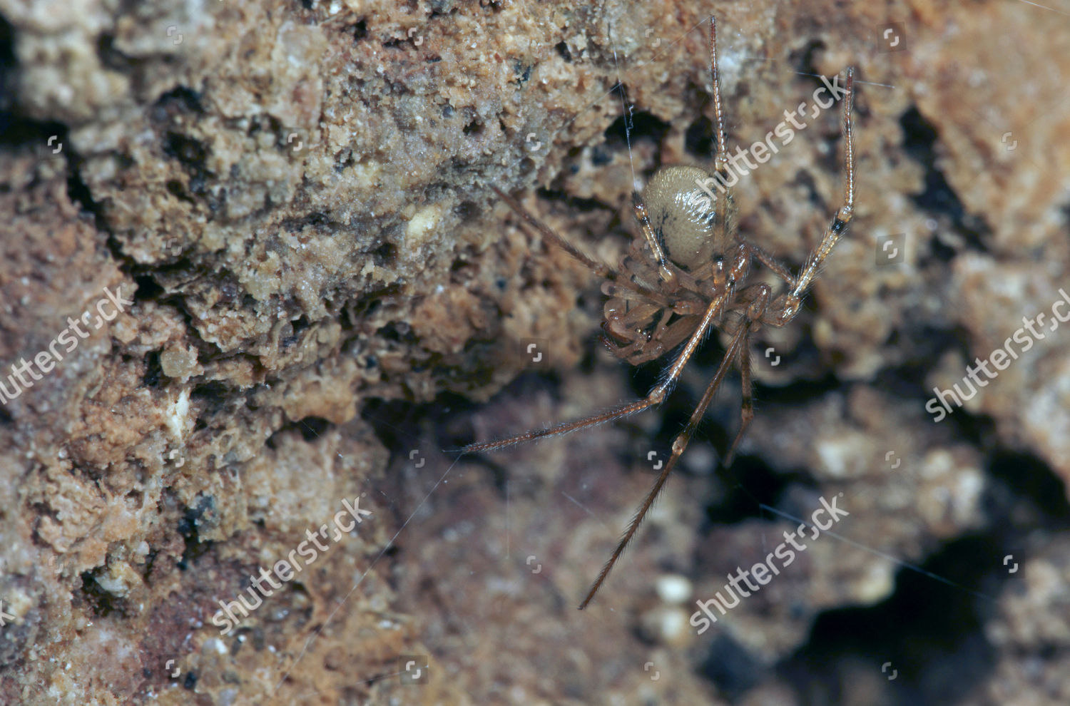 Cave Cobweb Spider Nesticus Cellulanus Editorial Stock Photo - Stock ...