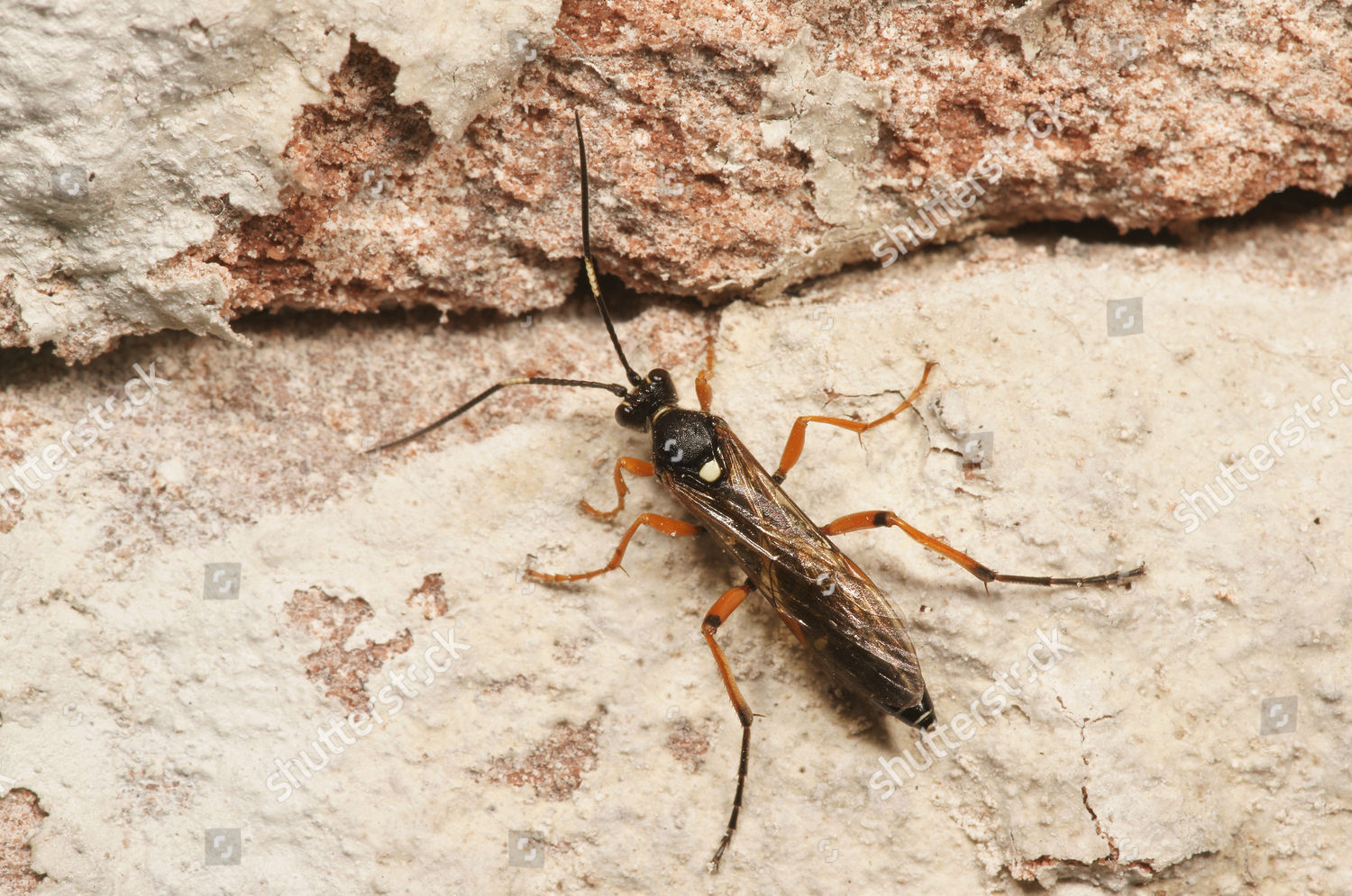 Scorpion Wasp Diphyus Quadripunctorius Editorial Stock Photo - Stock ...