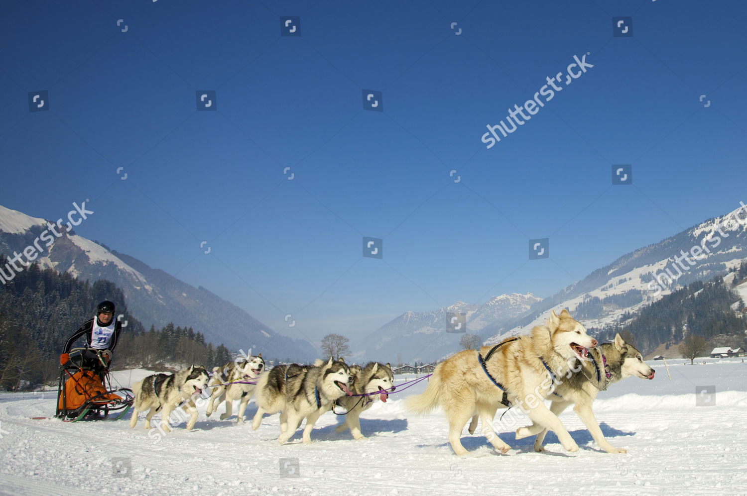 Musher His Malamute Huskies Sled Dog Editorial Stock Photo - Stock ...