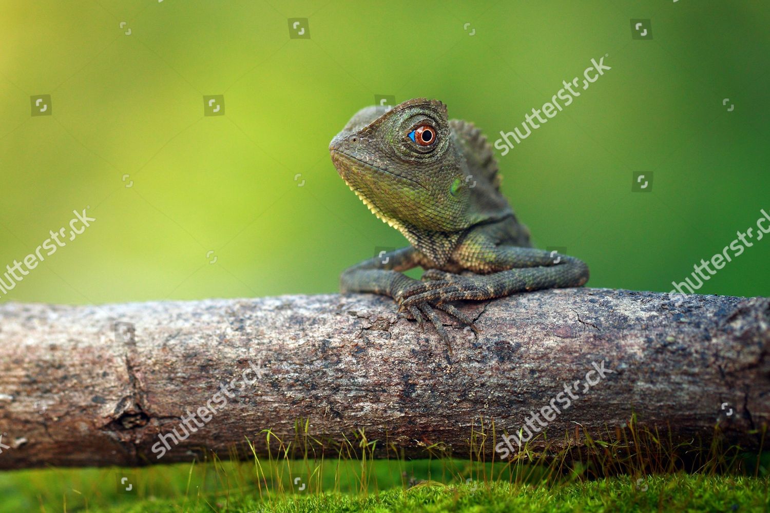 Chameleon Forest Dragon Lizard Striking Pose Editorial Stock Photo ...