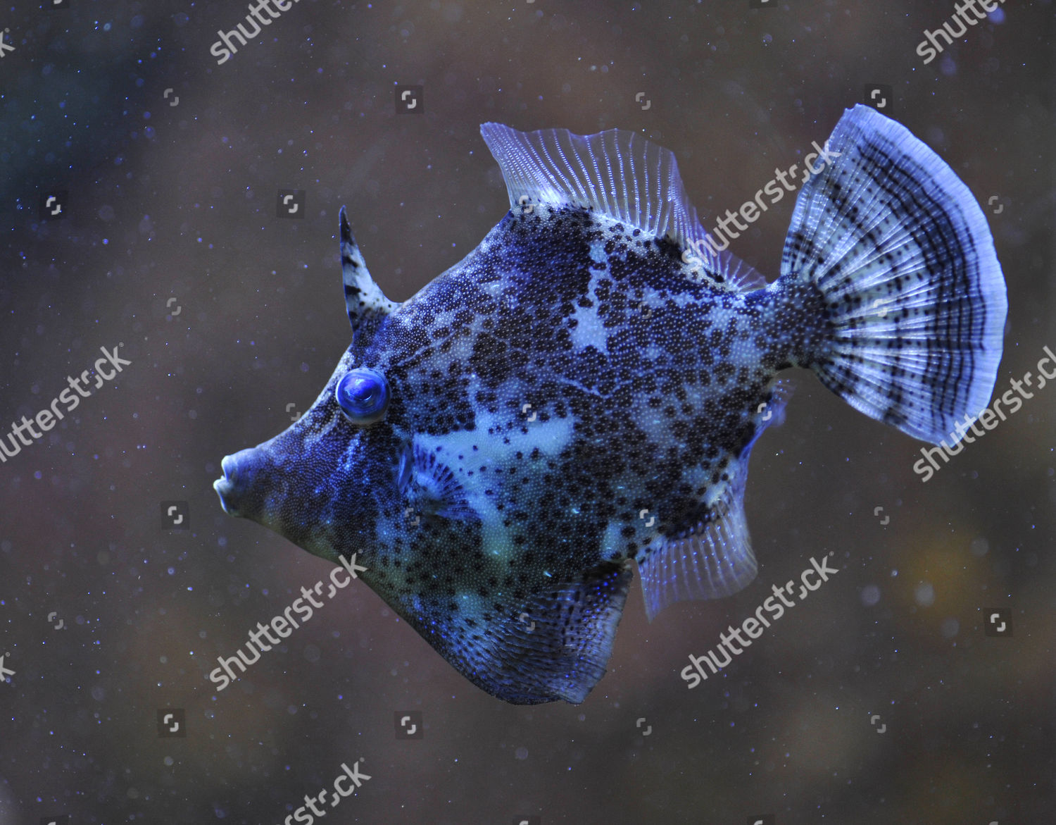 Fanbellied Filefish Monacanthus Chinensis Pacific Ocean Editorial Stock ...
