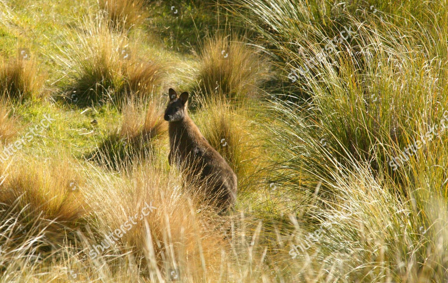 Wallaby Hunters Hills Red Necked Brush Editorial Stock Photo - Stock ...