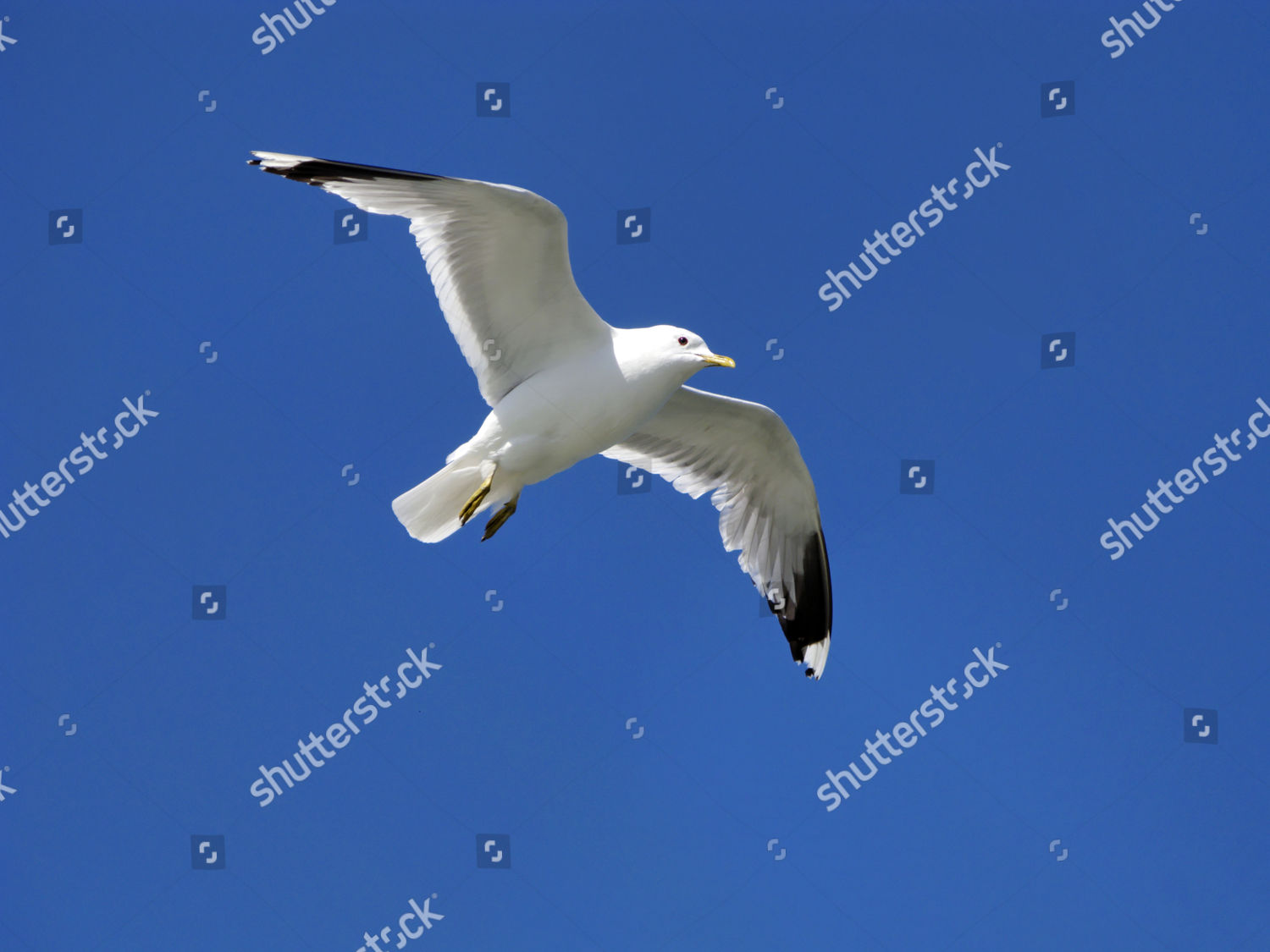 Common Gull Mew Gull Sea Mew Editorial Stock Photo - Stock Image ...
