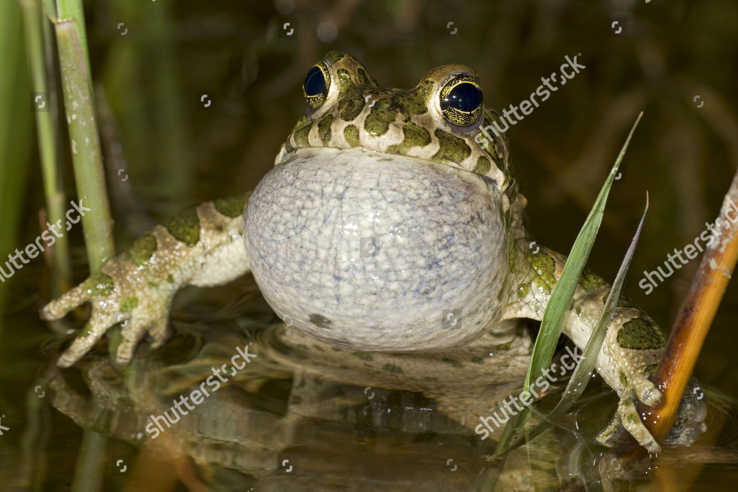 Natterjack Toad Bufo Calamita Danube Delta Editorial Stock Photo ...
