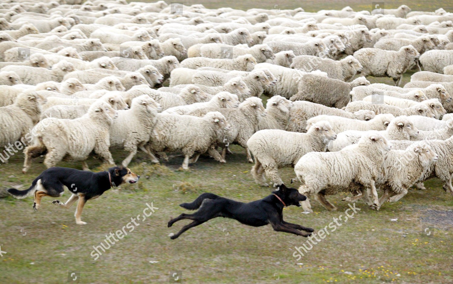 Dogs Mustering Sheep Editorial Stock Photo - Stock Image | Shutterstock