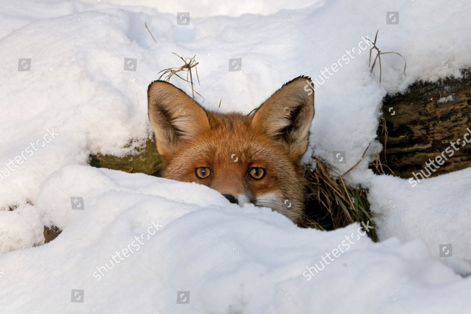 Red Fox Vulpes Vulpes Burrow Snow Editorial Stock Photo - Stock Image ...