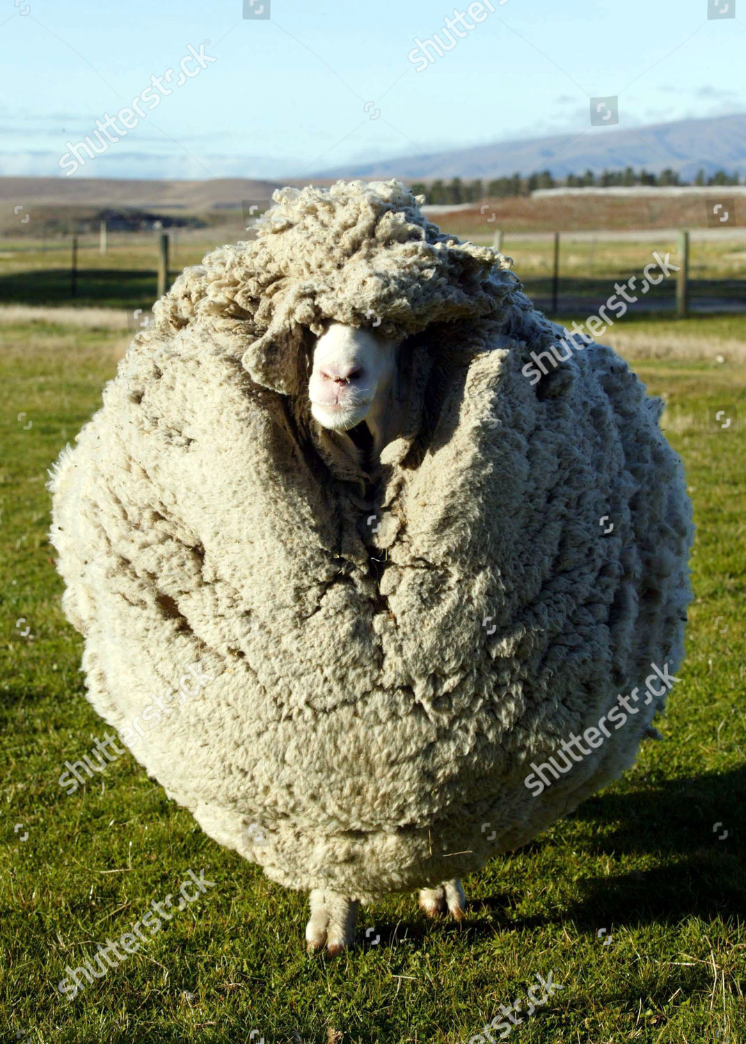 Shrek Merino Who Hasnt Been Shorn Editorial Stock Photo - Stock Image ...