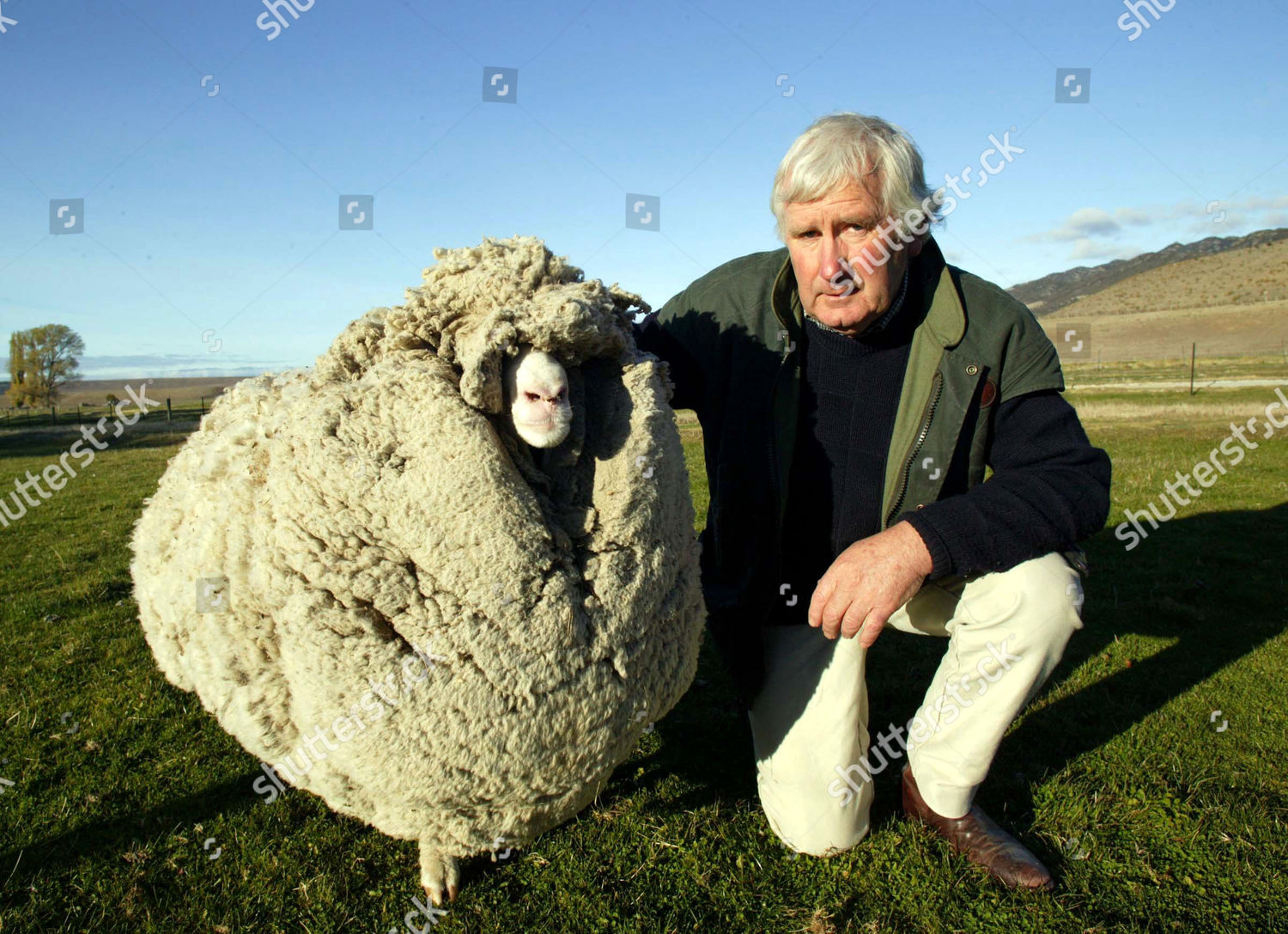 Shrek Merino Who Hasnt Been Shorn Editorial Stock Photo - Stock Image ...