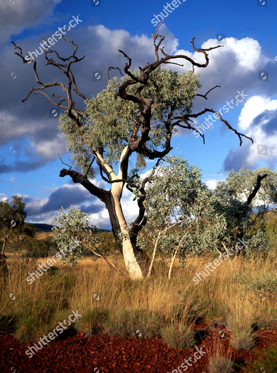 Eucalyptus Gum Tree Munjina Gorge Pilbara Editorial Stock Photo - Stock ...