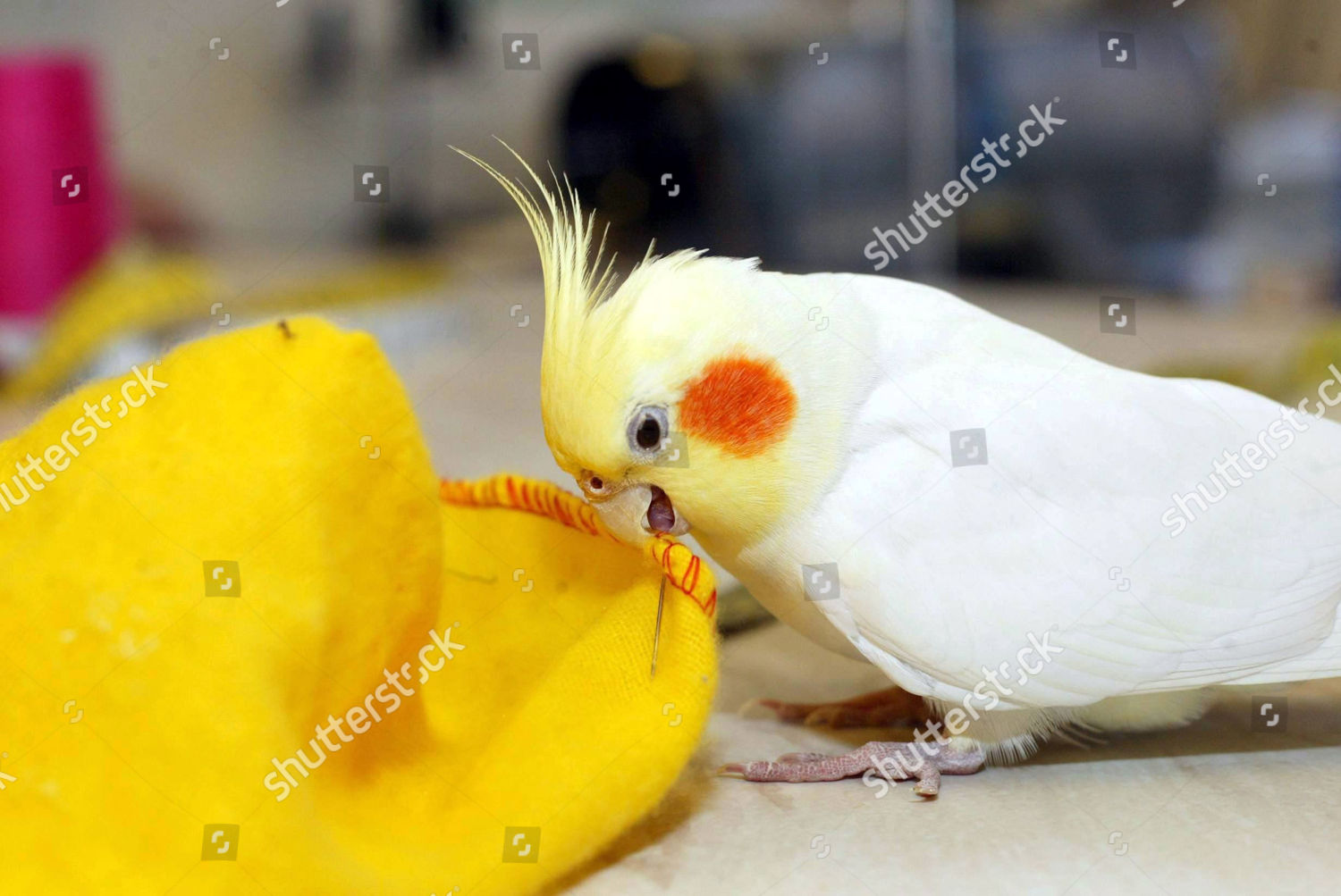 Baggio Cockatiel Who Can Stitch Beak Editorial Stock Photo - Stock ...