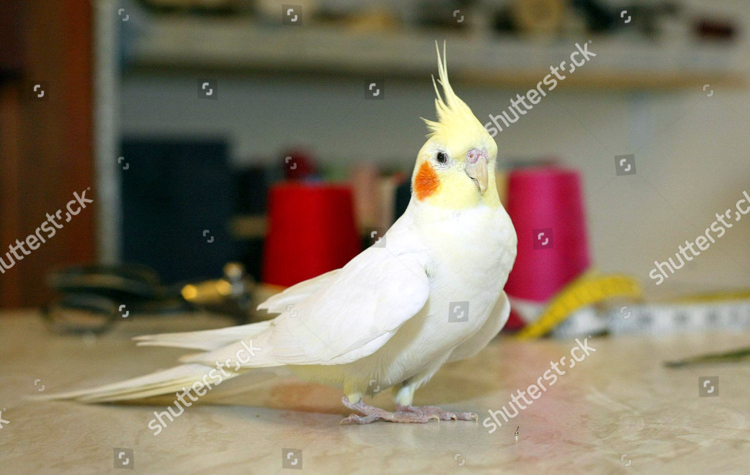 Baggio Cockatiel Who Can Stitch Beak Editorial Stock Photo - Stock ...