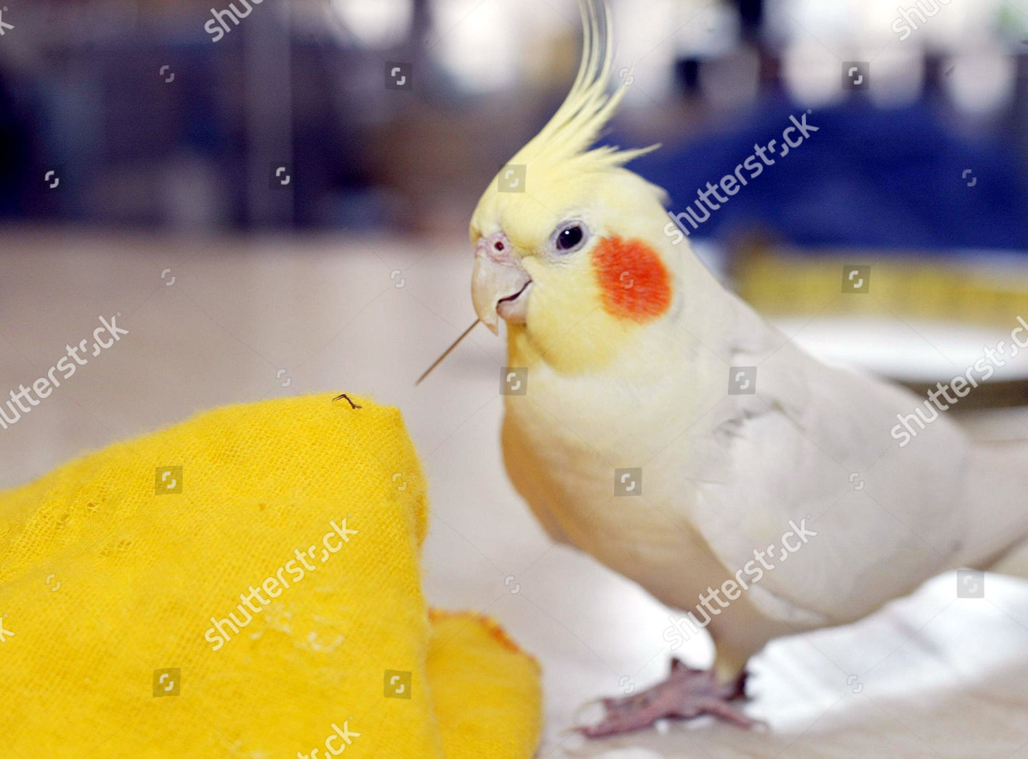 Baggio Cockatiel Who Can Stitch Beak Editorial Stock Photo - Stock ...