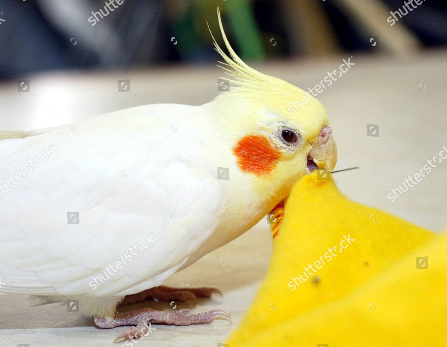 Baggio Cockatiel Who Can Stitch Beak Editorial Stock Photo - Stock ...