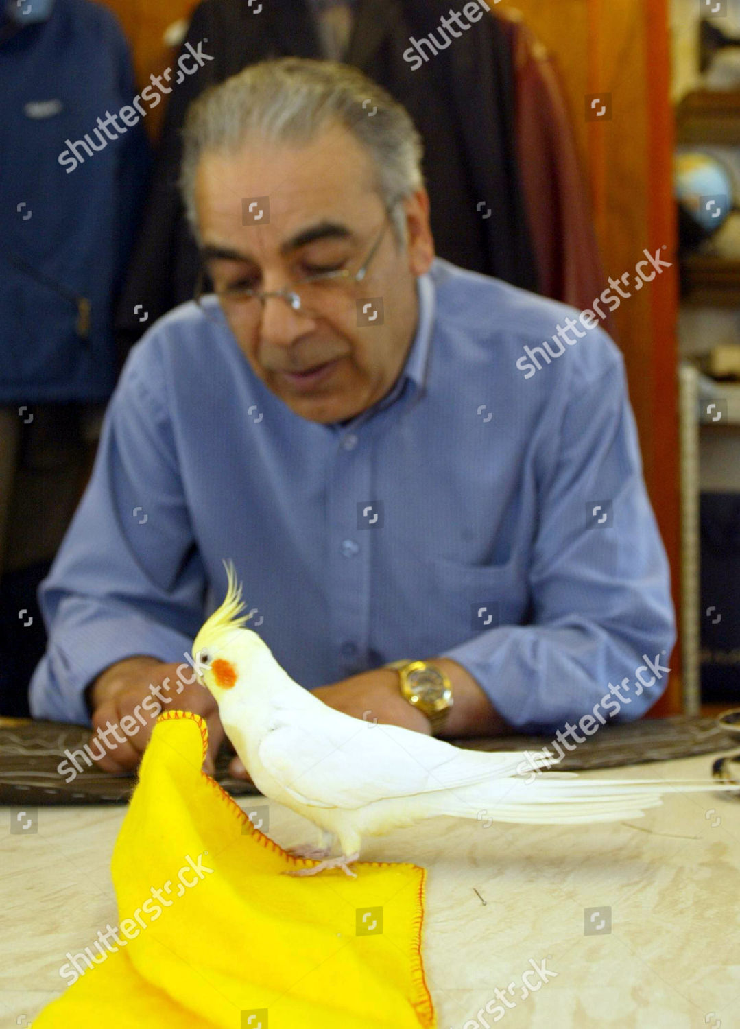 Baggio Cockatiel Who Can Stitch Beak Editorial Stock Photo - Stock ...