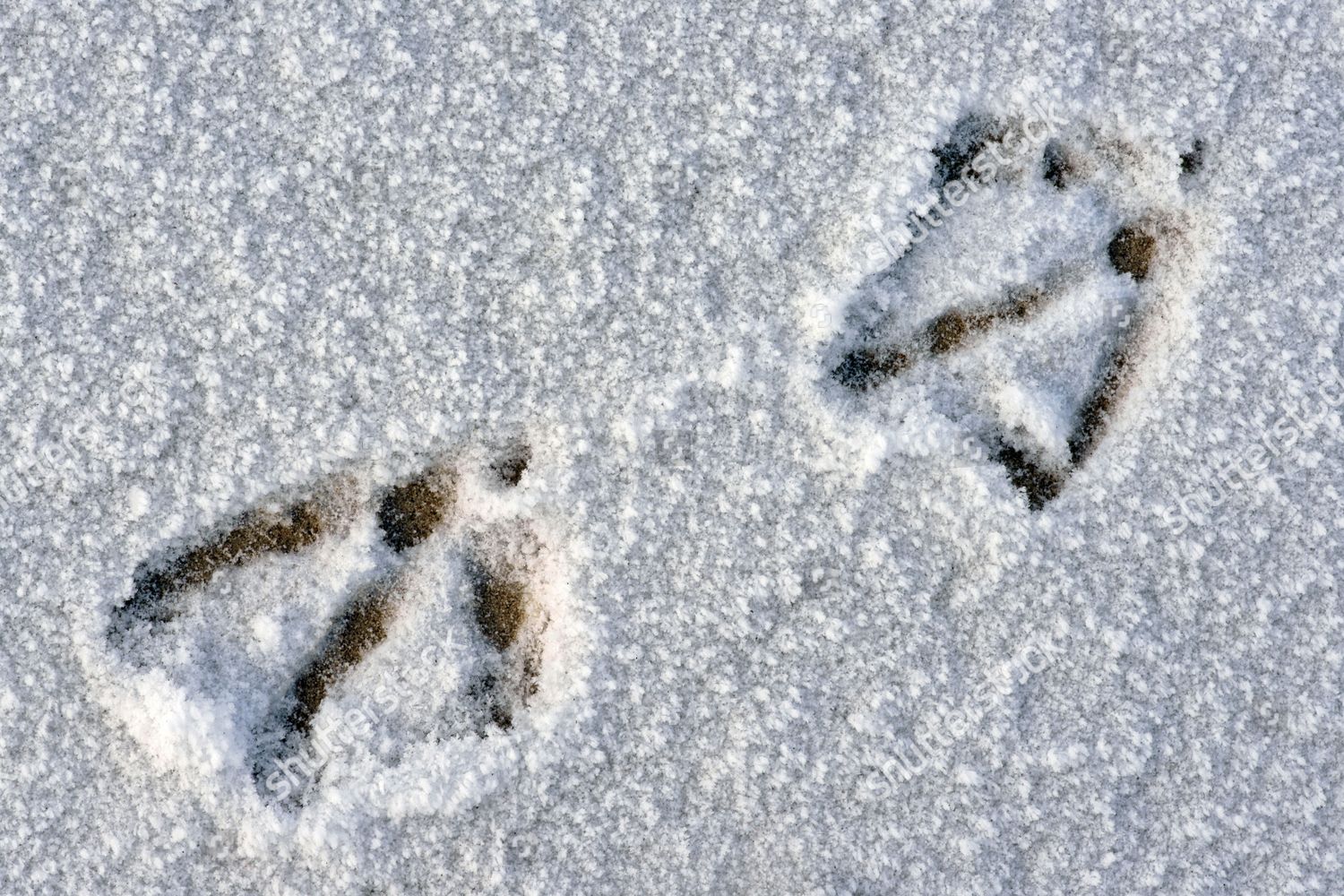 Track Mallard Anas Platyrhynchos Snow Editorial Stock Photo - Stock ...
