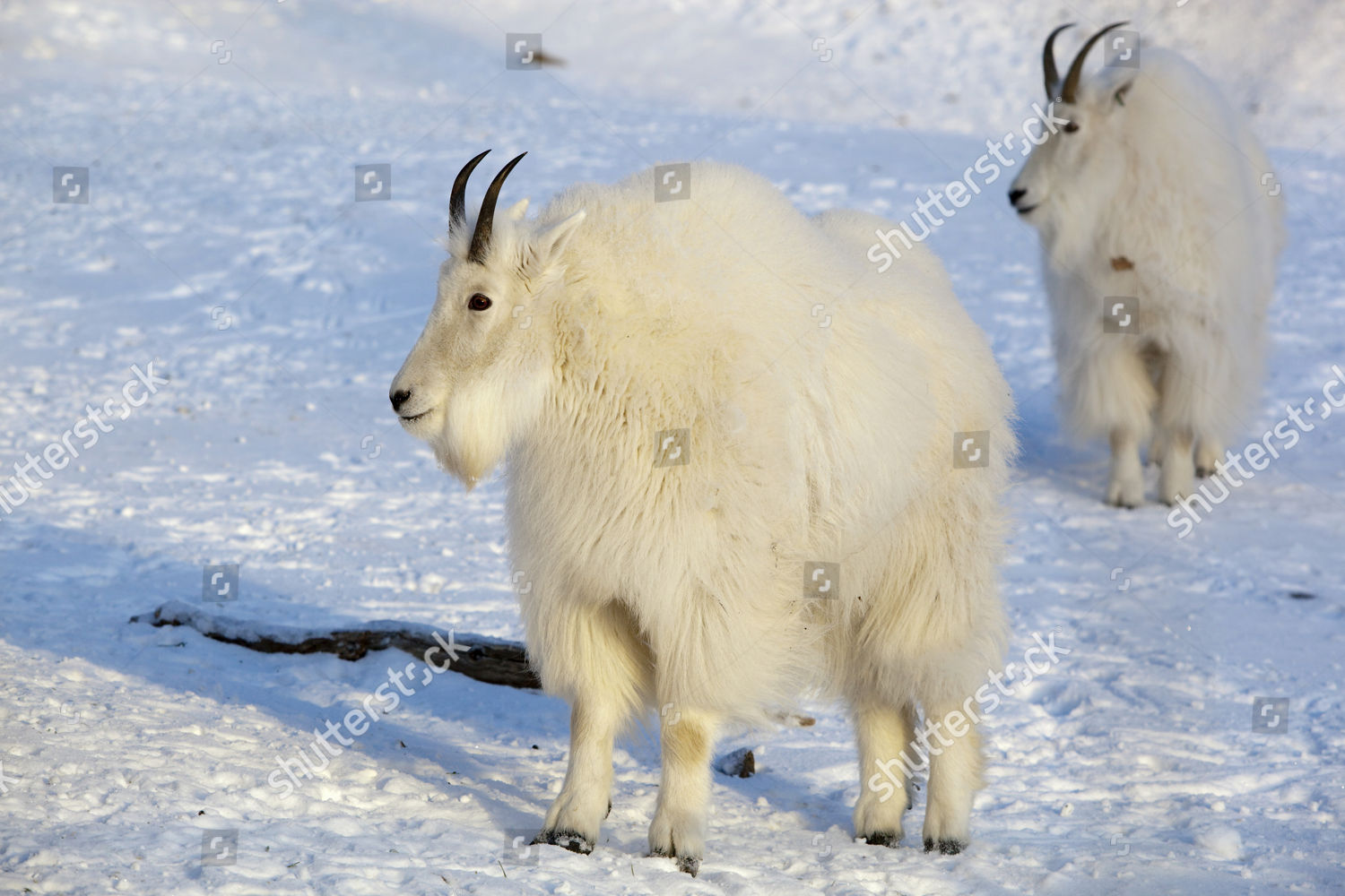 Mountain Goats Oreamnos Americanus Yukon Territory Editorial Stock ...