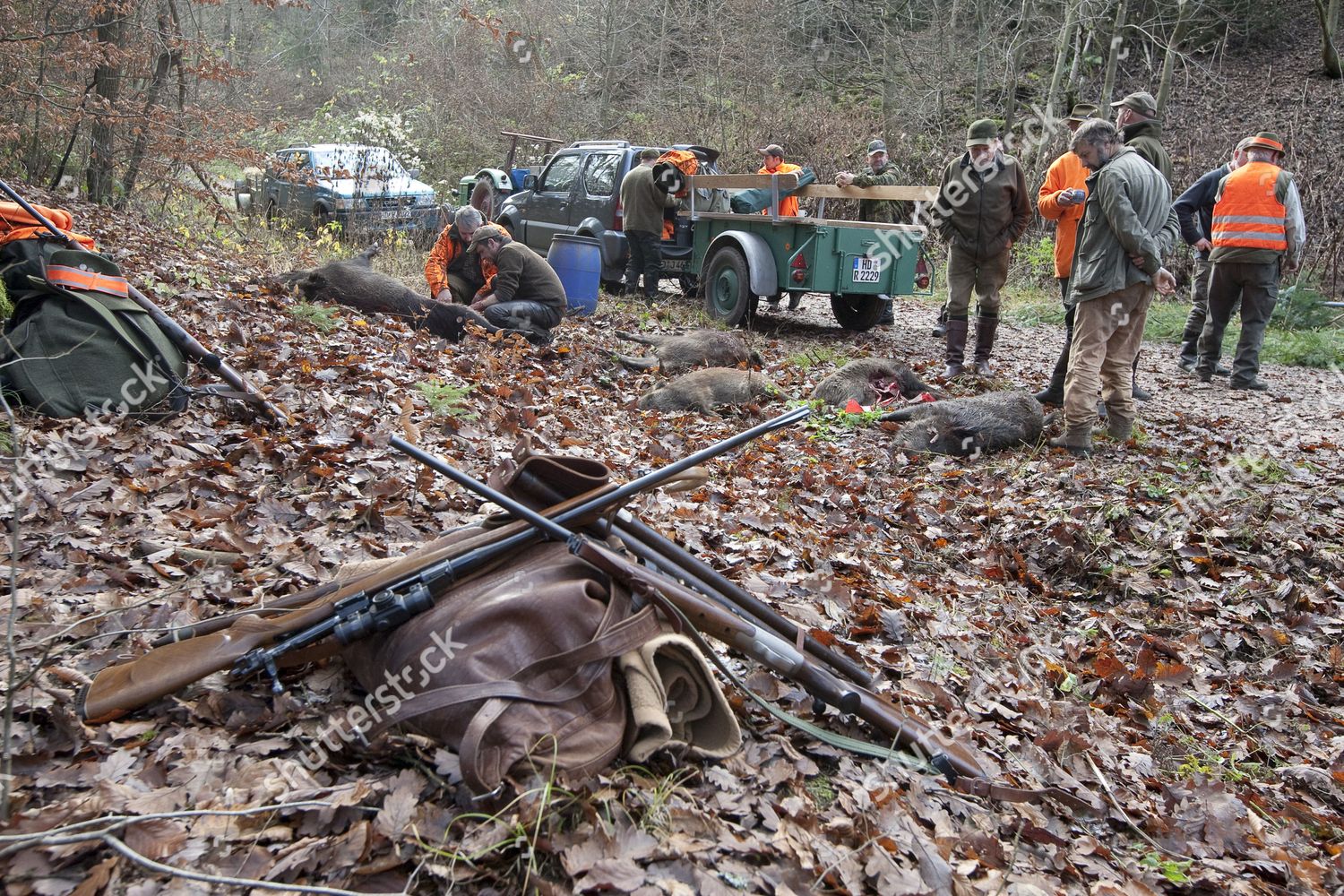 Driven Hunt Battue Wild Boars Odenwald Editorial Stock Photo - Stock ...