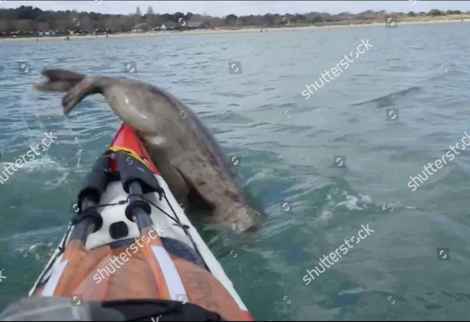 Ron Seal Attempting Climb Onto Kayaks Editorial Stock Photo - Stock ...