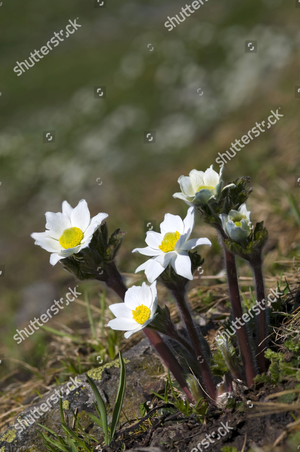 White Alpine Anemone Pulsatilla Alpina Ssp Editorial Stock Photo ...