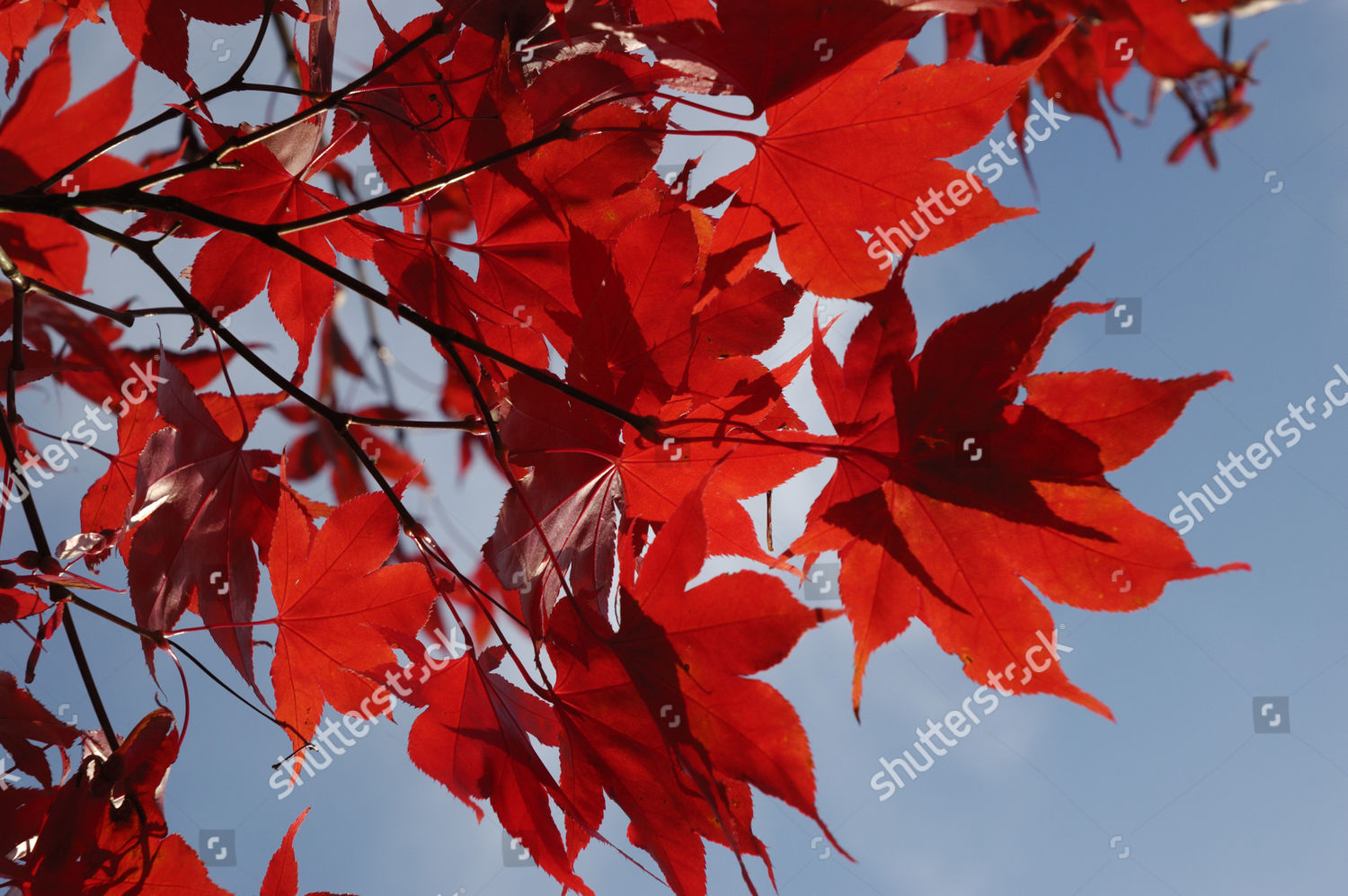 Downy Japanese Maple Fullmoon Maple Acer Editorial Stock Photo - Stock ...