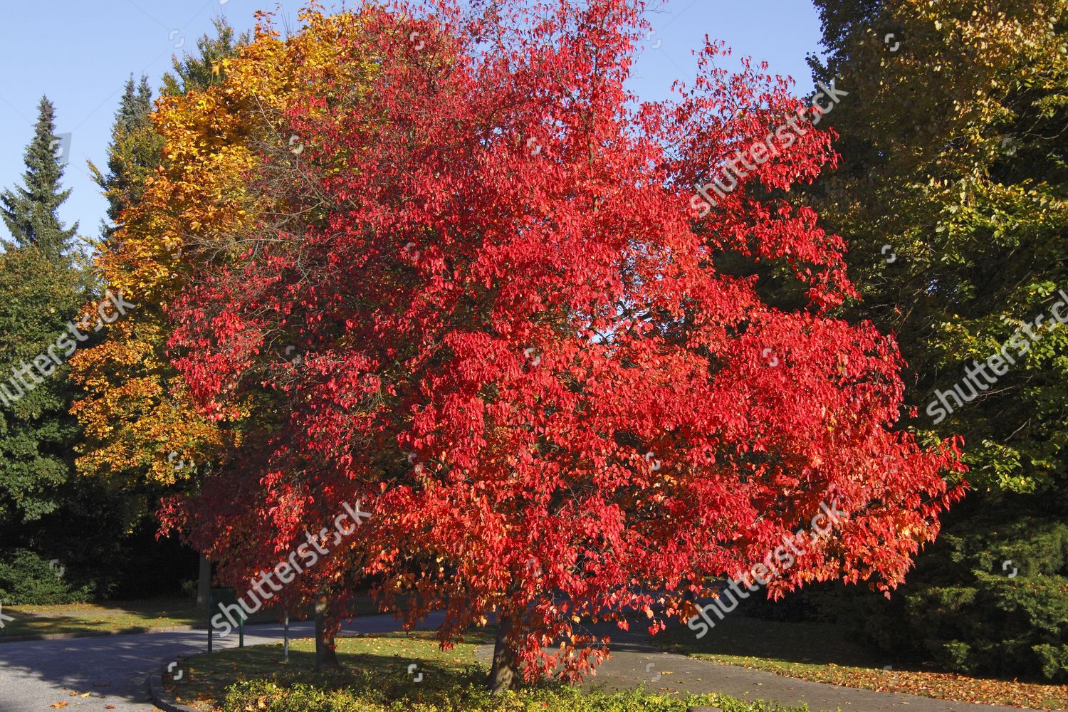 Tatar Maple Acer Tataricum Ssp Ginnala Editorial Stock Photo - Stock ...