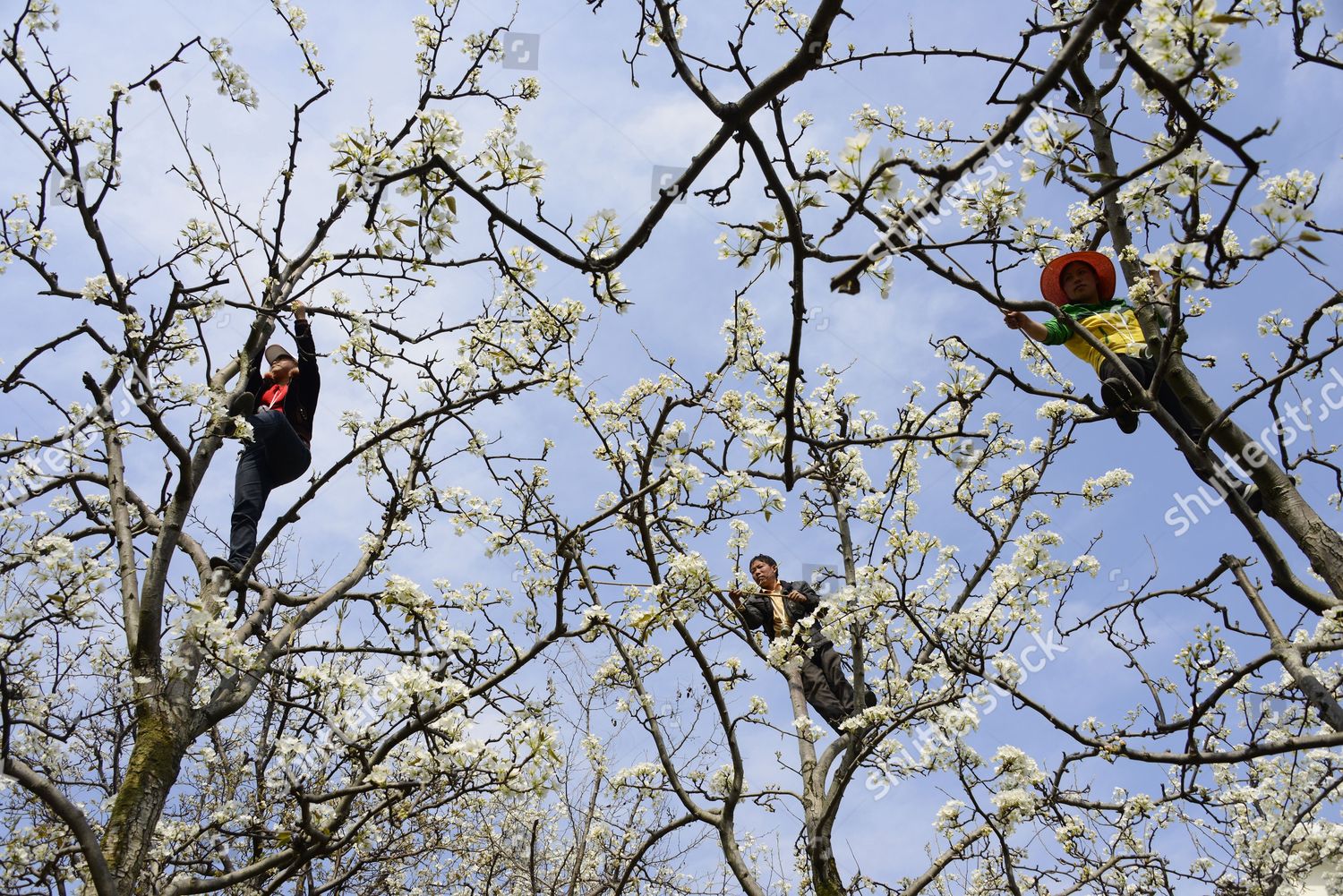 Farmers Hand Pollinate Pear Trees Hanyuan Editorial Stock Photo - Stock ...