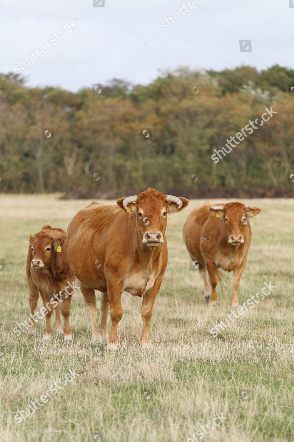 Cow Calf Meadow De Cockstorp Texel Editorial Stock Photo - Stock Image ...