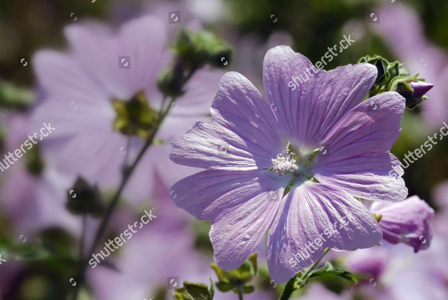 Common Mallow Malva Sylvestris Editorial Stock Photo - Stock Image ...