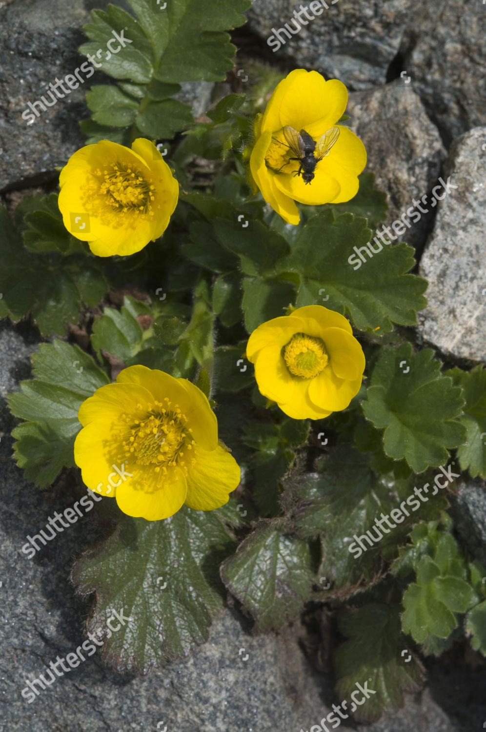Alpine Avens Geum Montanum Gran Paradiso Editorial Stock Photo - Stock ...