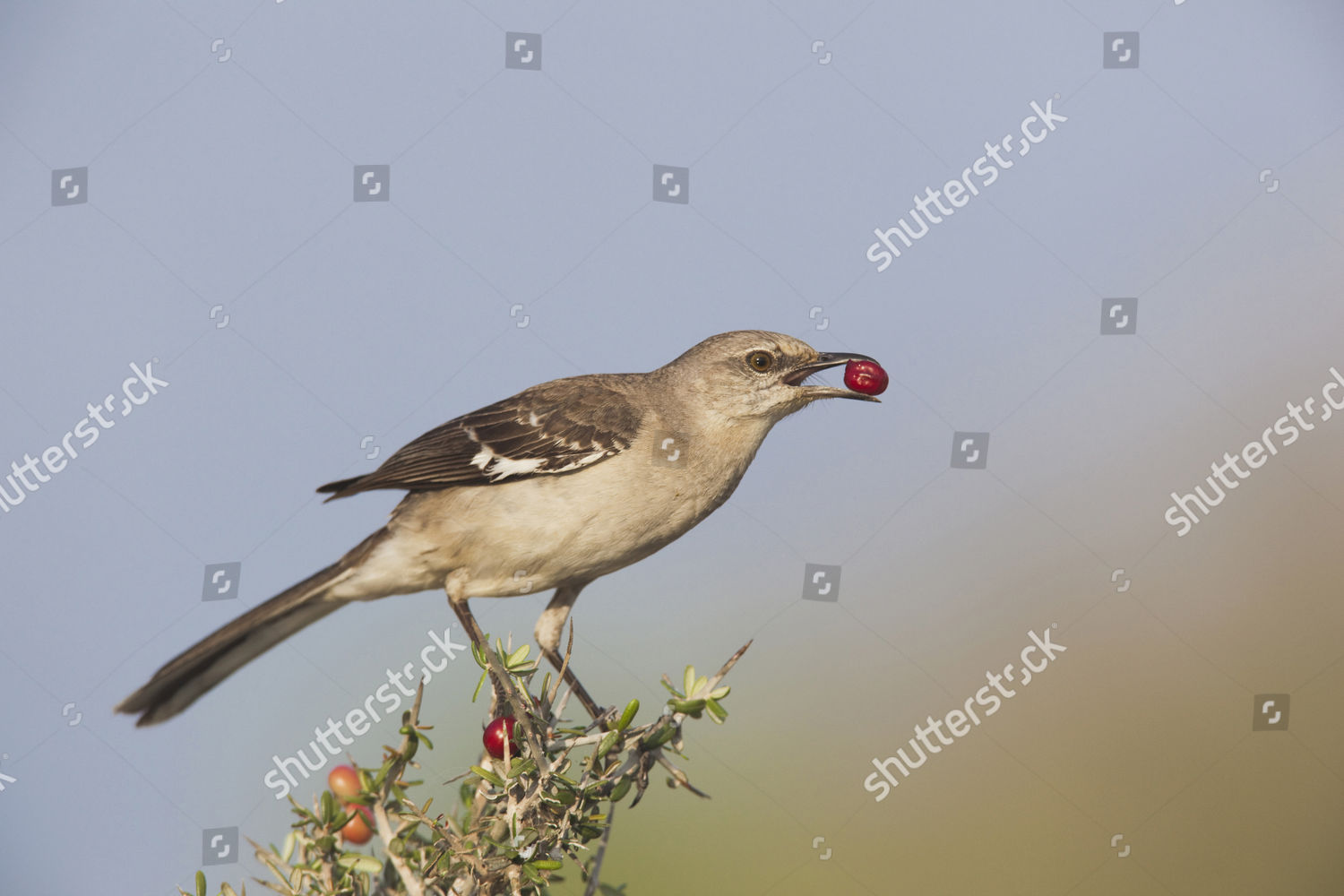 Northern Mockingbird Mimus Polyglottos Adult Eating Editorial Stock ...