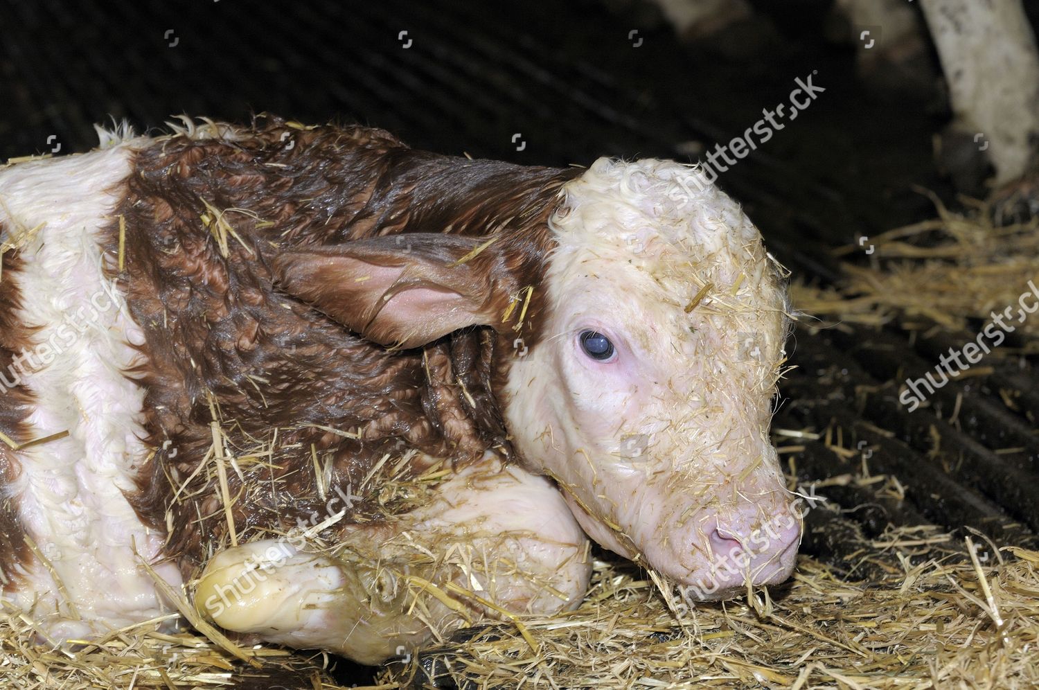 Newborn Calf Editorial Stock Photo - Stock Image | Shutterstock
