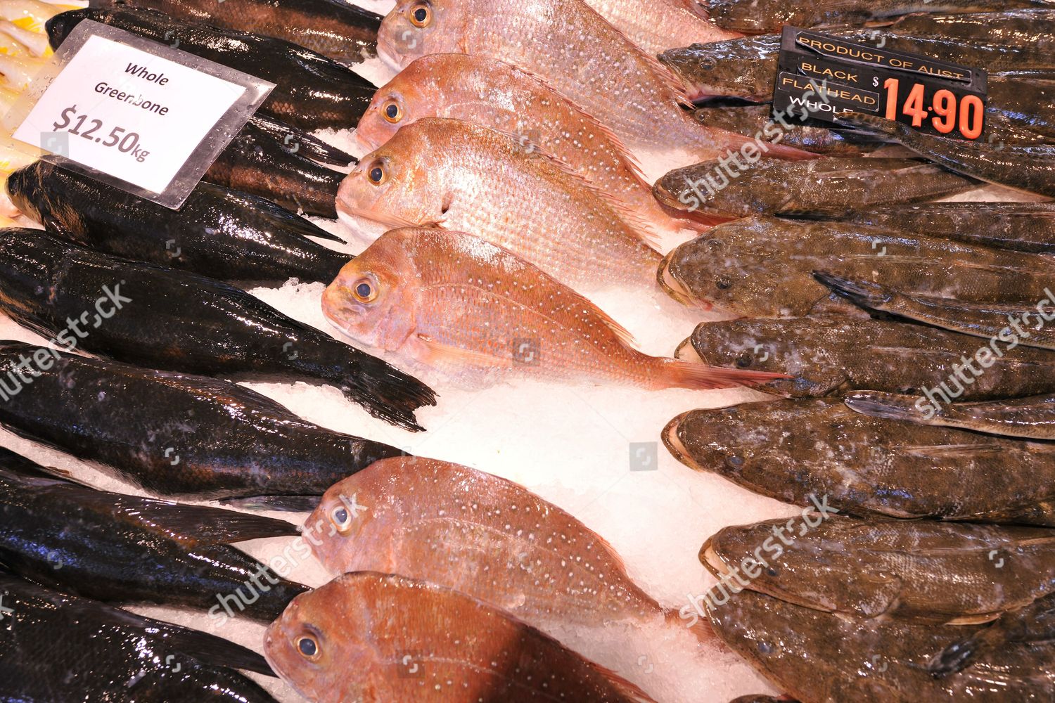 Australian Black Flathead Snapper New Zealand Editorial Stock Photo ...
