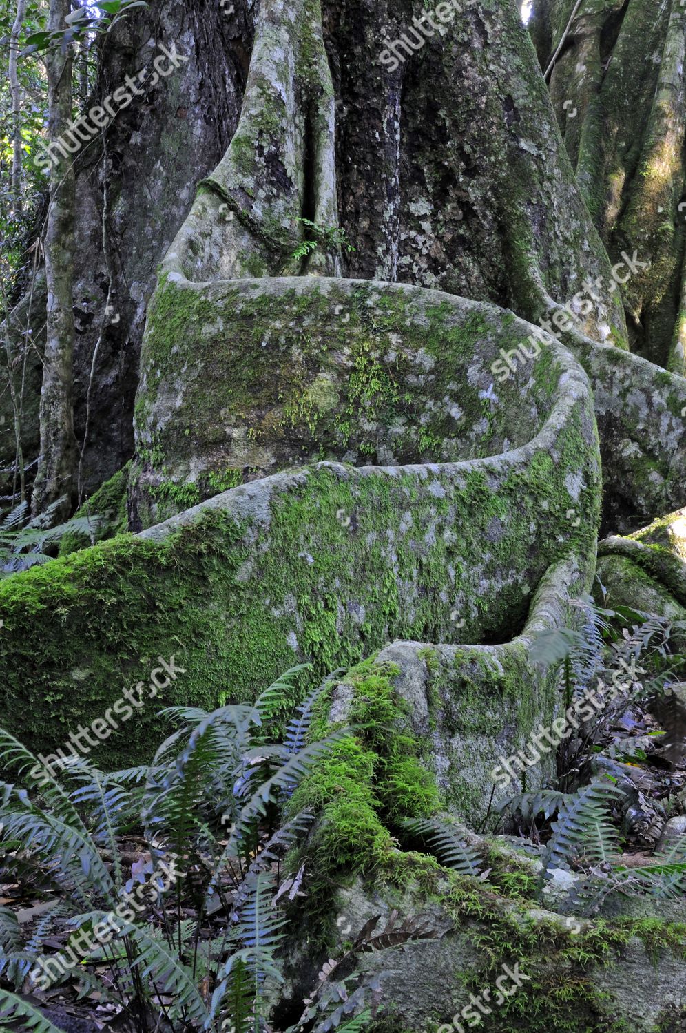 Typical Taproots Giant Tree Lamington National Editorial Stock Photo ...