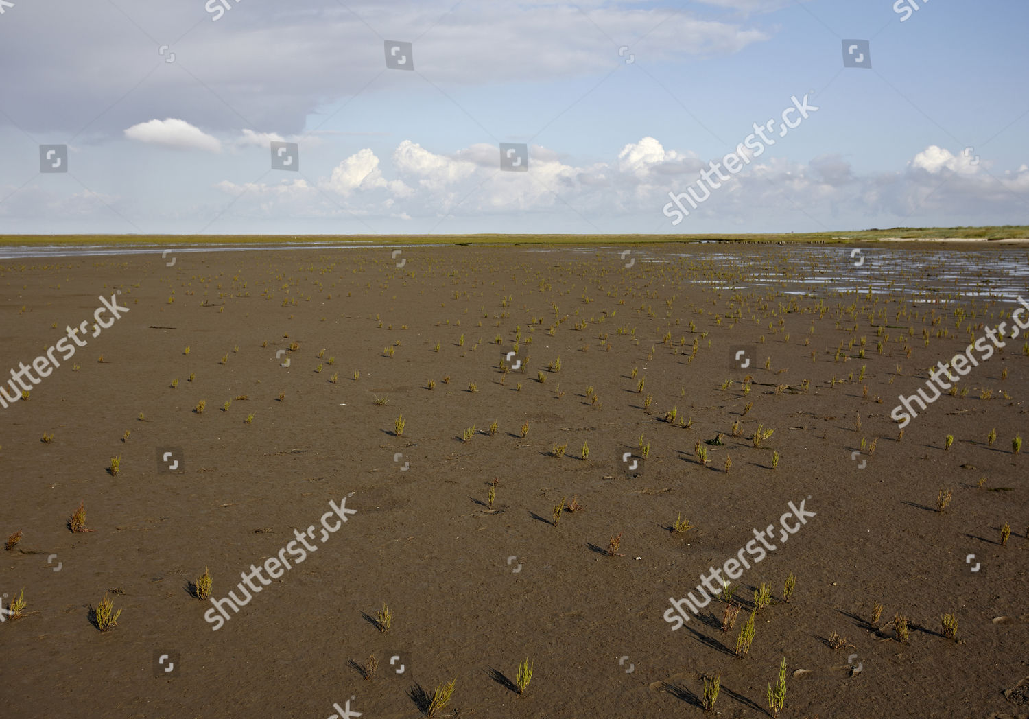 Mixed Mud Flats Samphire Salicornia Sp Editorial Stock Photo - Stock ...