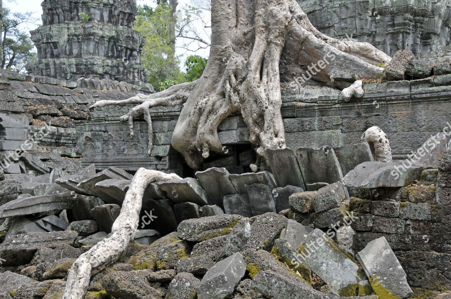 Tetrameles Tree Tetrameles Nudiflora Trees Roots Editorial Stock Photo ...