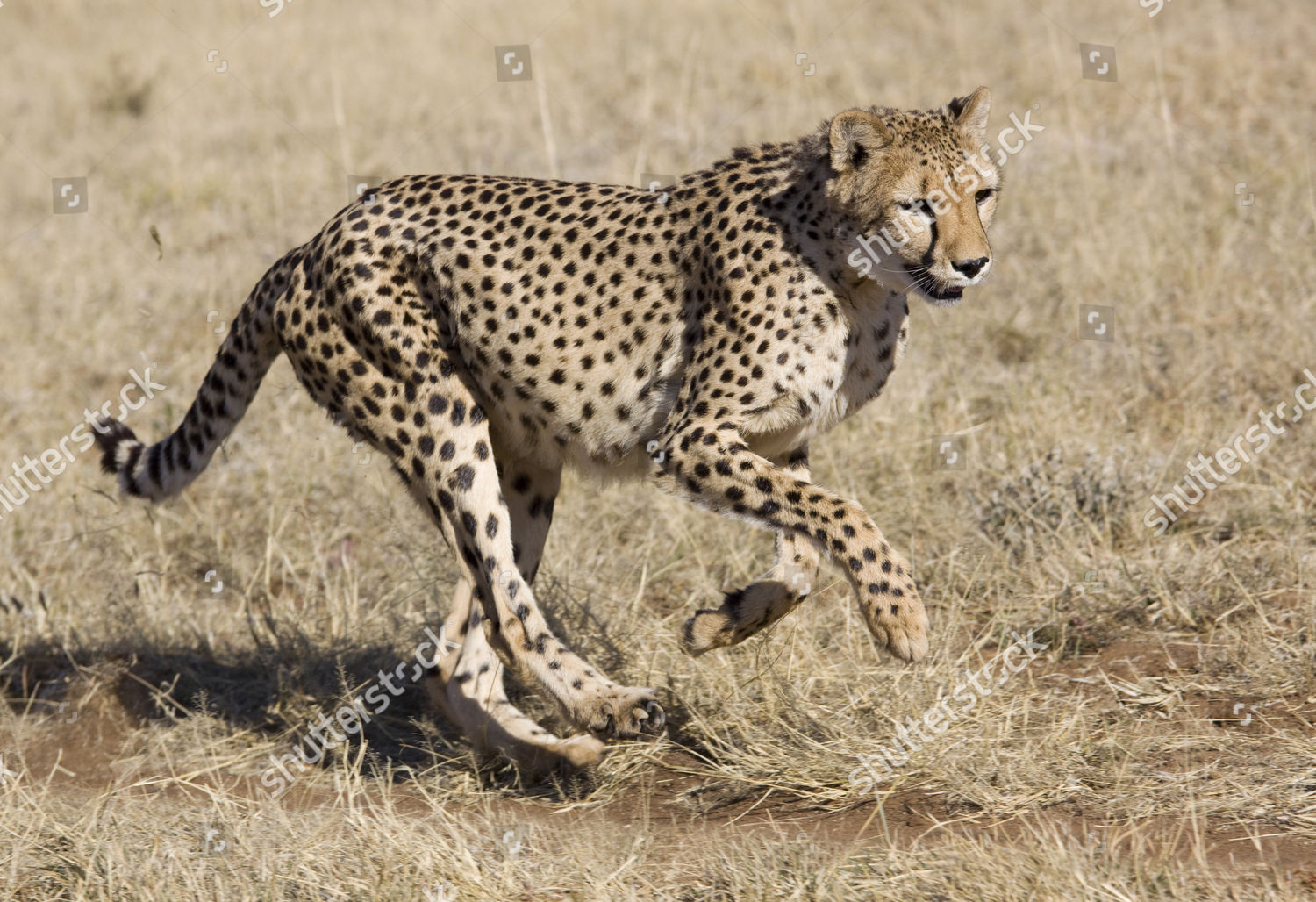 Cheetah Acinonyx Jubatus Training Run Cheetah Editorial Stock Photo ...