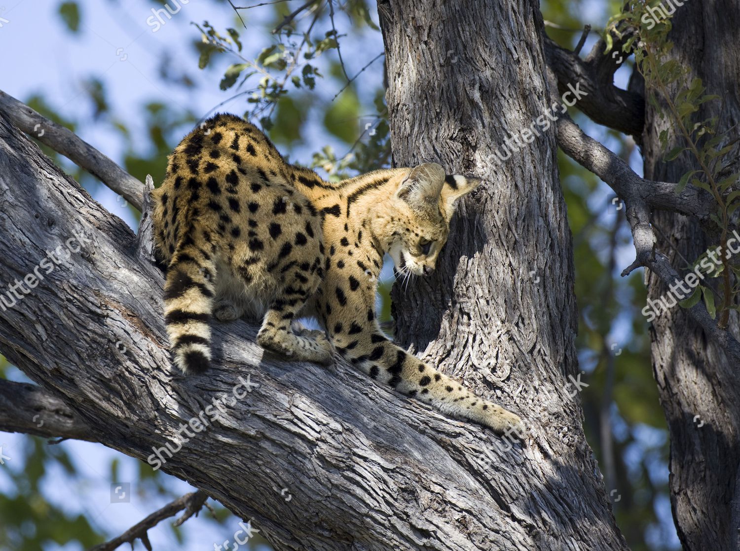 Serval Leptailurus Serval On Tree Moremi Editorial Stock Photo - Stock ...