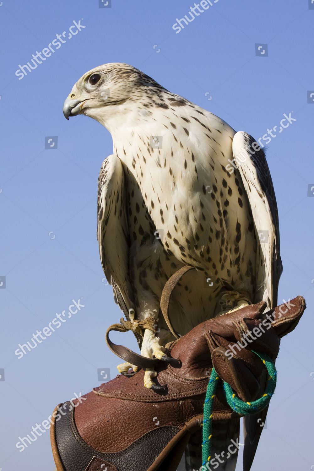 Falcon Saker Falcon Falco Hybrid Portrait Editorial Stock Photo - Stock ...