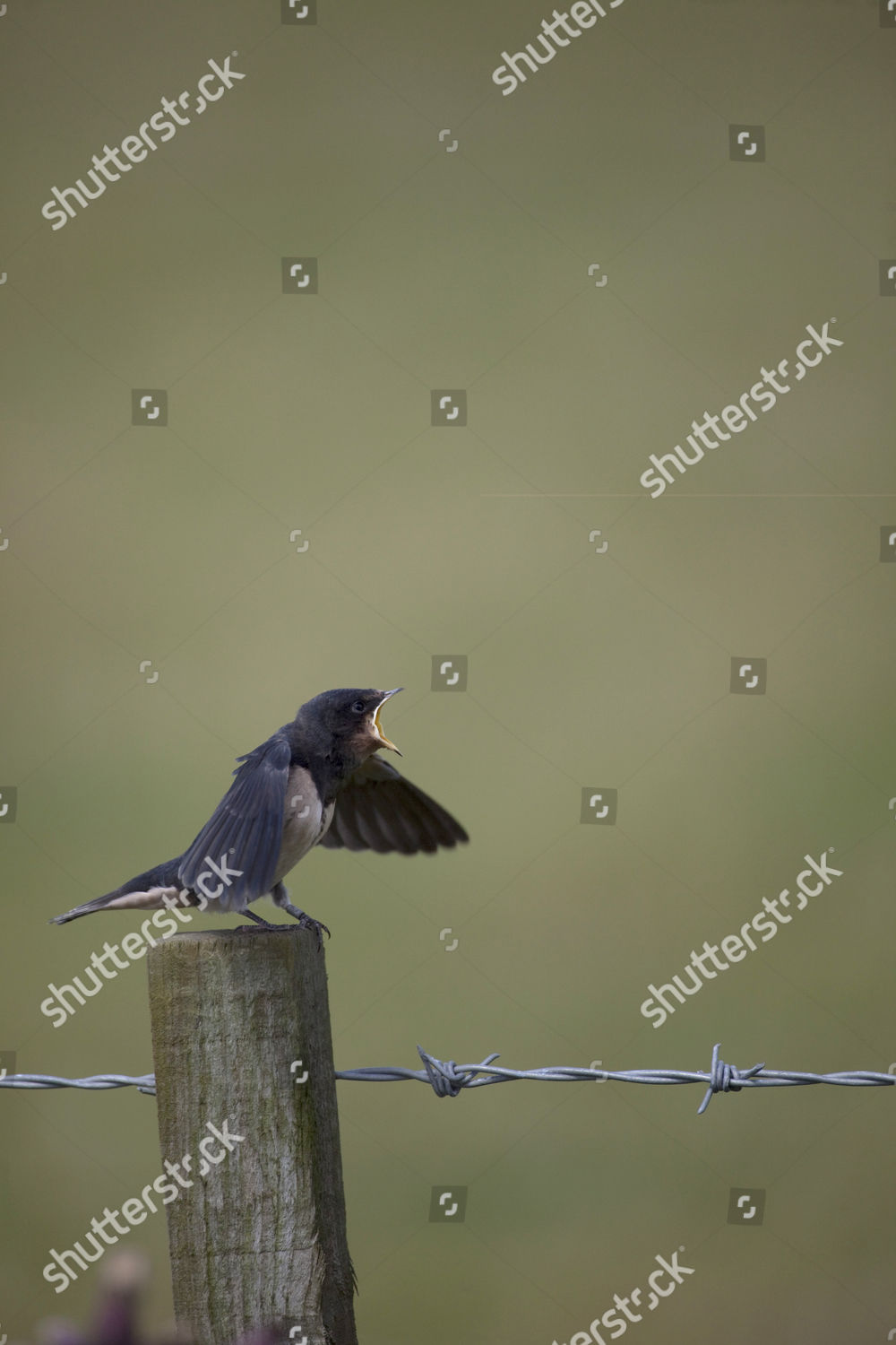 Barn Swallow Hirundo Rustica Fledgling On Editorial Stock Photo - Stock ...