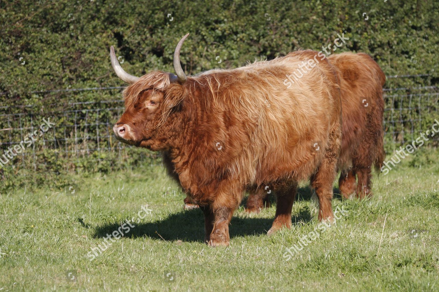 Aberdeen Angus Shetland Cattle Field Editorial Stock Photo - Stock ...