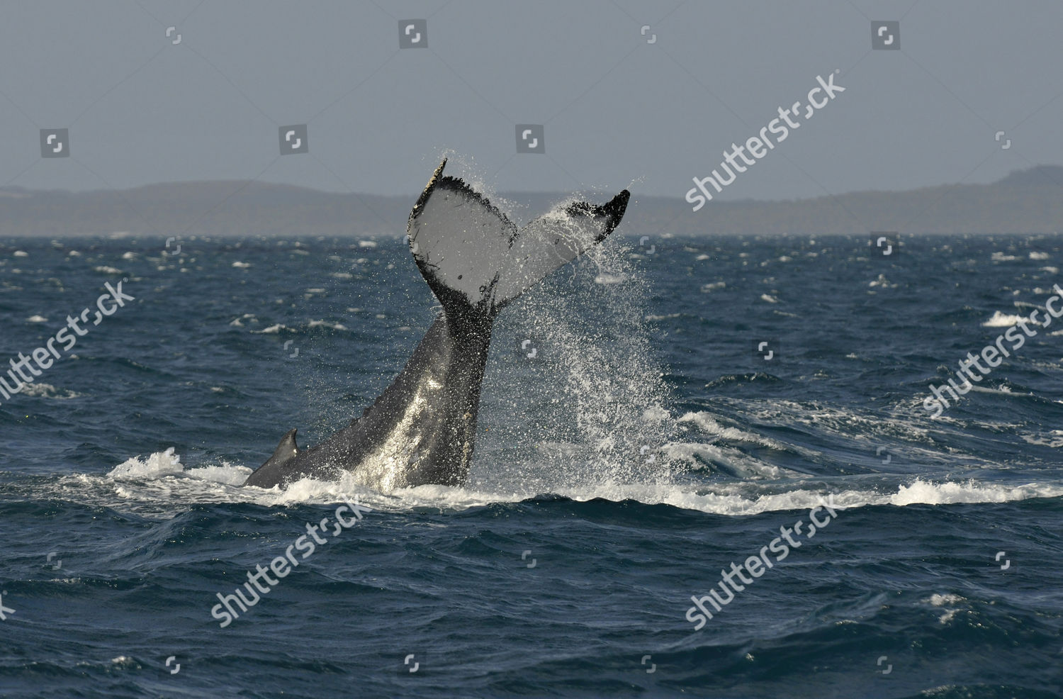 Speciesspecific Tail Slap Slap Tail Fin Editorial Stock Photo - Stock ...