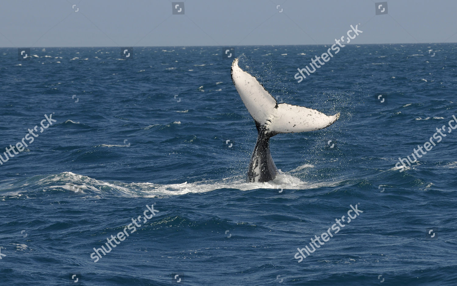 Speciesspecific Tail Slap Slap Tail Fin Editorial Stock Photo - Stock ...
