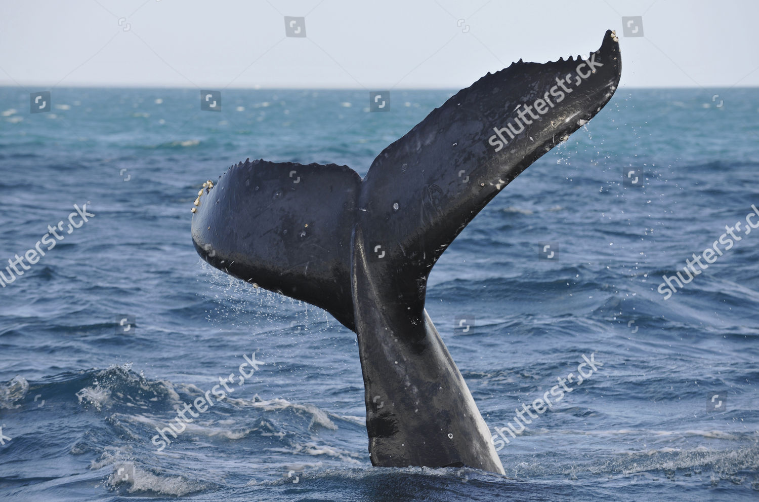 Speciesspecific Tail Slap Slap Tail Fin Editorial Stock Photo - Stock ...