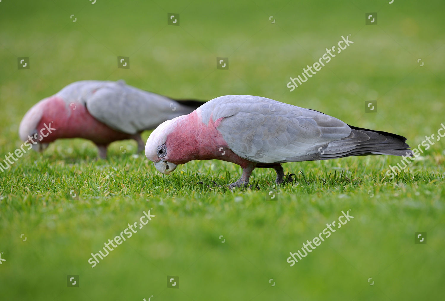 Galahs Known Rosebreasted Cockatoo Galah Cockatoo Editorial Stock Photo ...