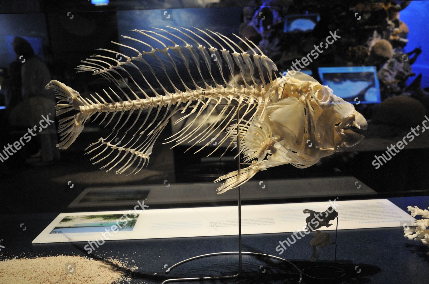 Parrotfish Scarus Ghobban Skeleton Natural History Editorial Stock ...