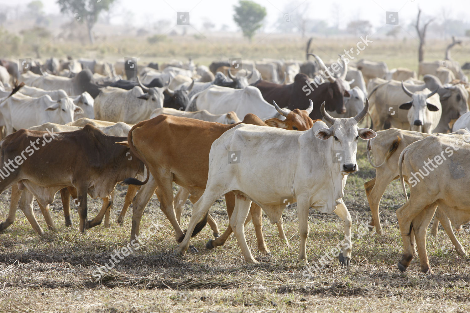 Zebu Cattle Herd Lagdo Lake Northern Editorial Stock Photo - Stock ...