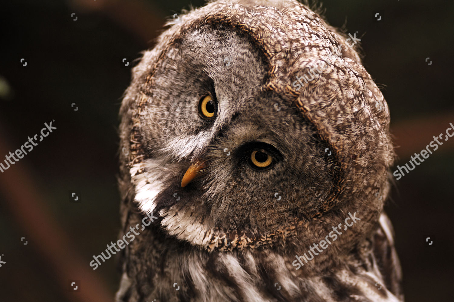 Ural Owl Strix Uralensis Nuremberg Zoo Editorial Stock Photo - Stock ...