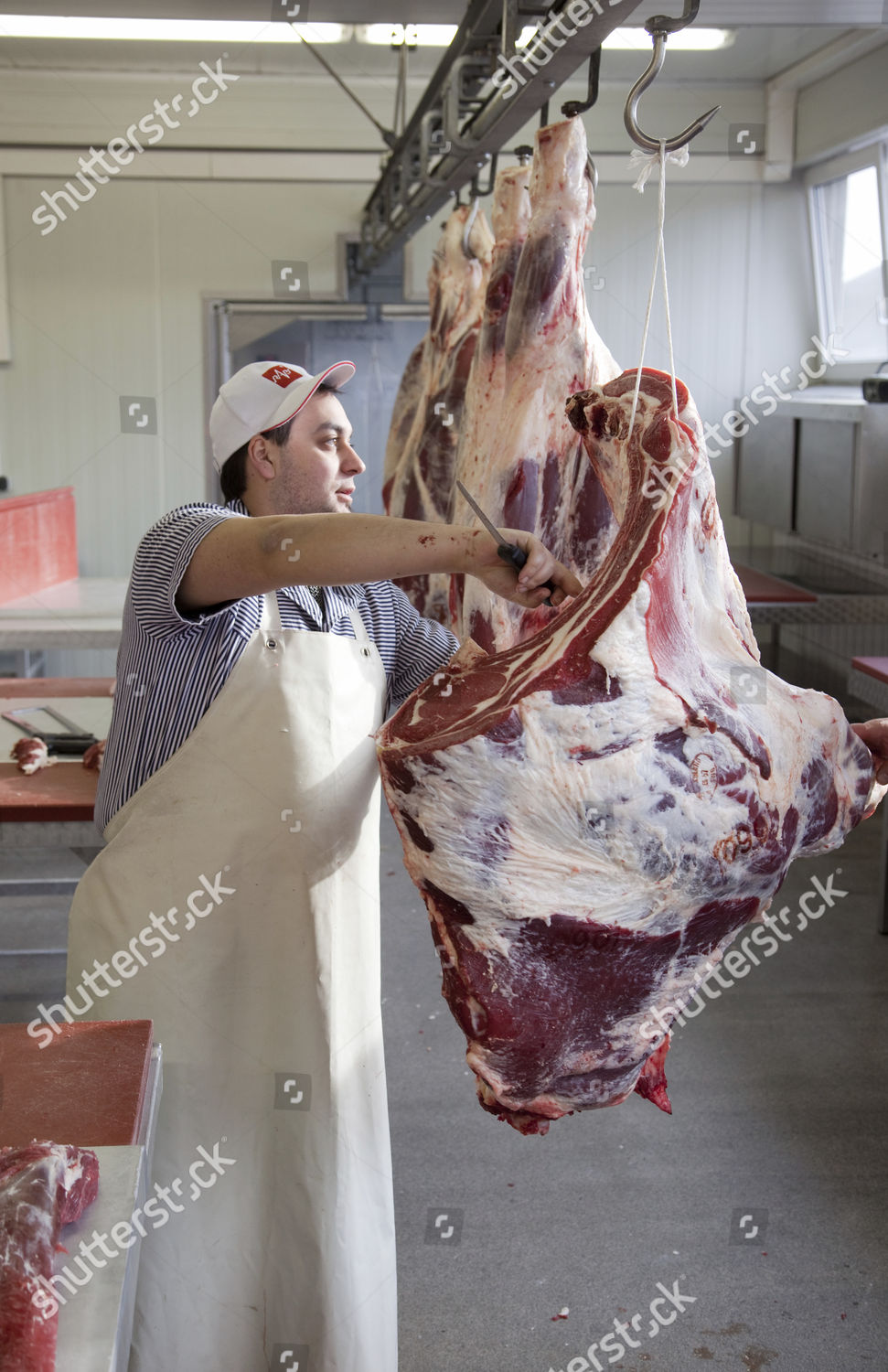 Model Released Master Butcher Trainee Cutting Editorial Stock Photo ...