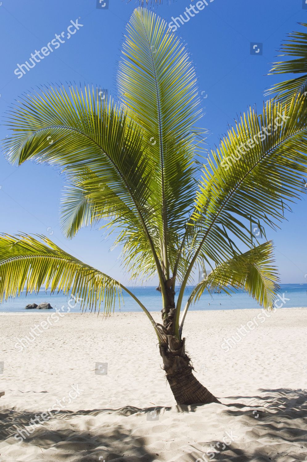 Palm Beach Ngapali Beach Thandwe Rakhine Editorial Stock Photo - Stock ...